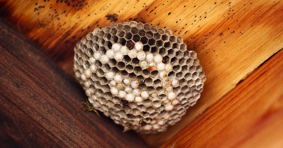 Wasp Pest Control in Southeast Idaho | DeWebb
